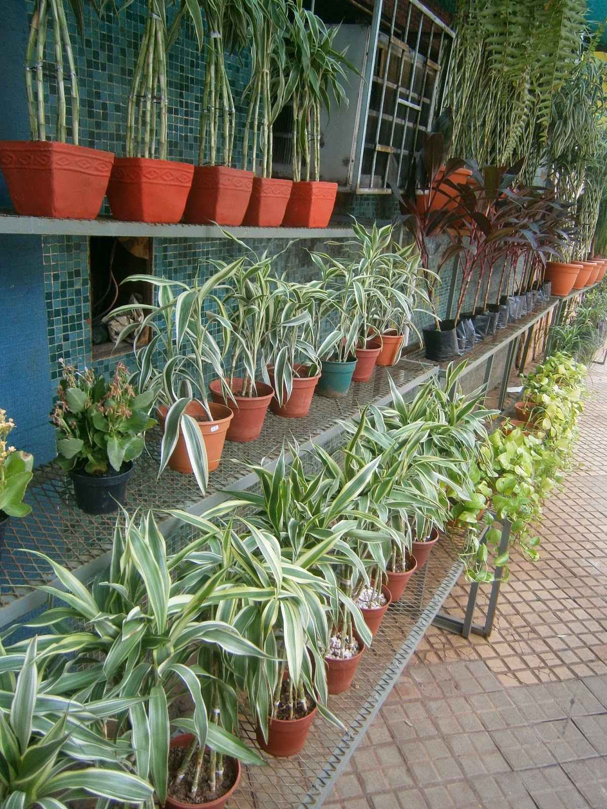 Laura vahetusaasta Paraguays