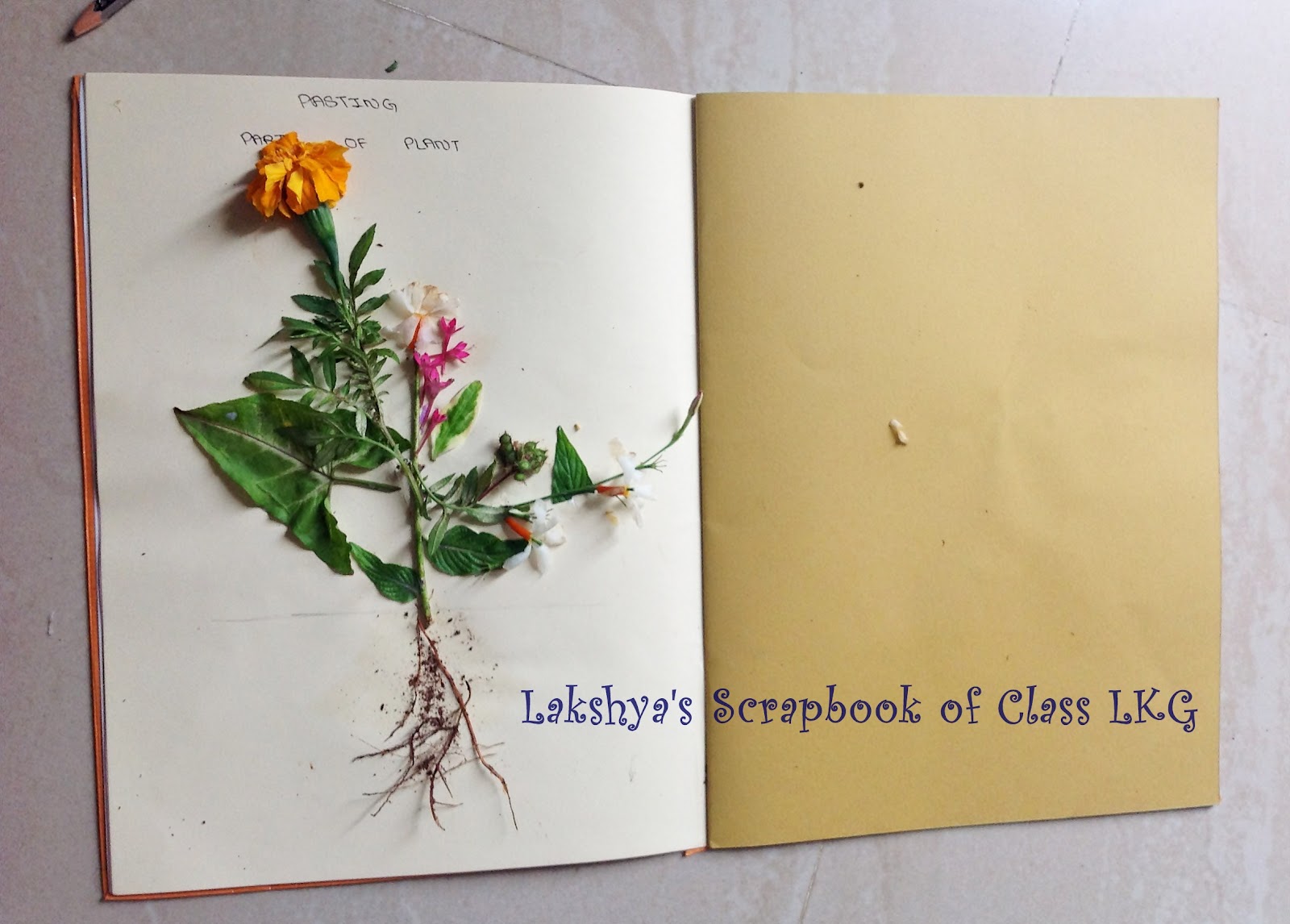 Lakshya: The Aim Of My Life: School Project: Parts Of Plant