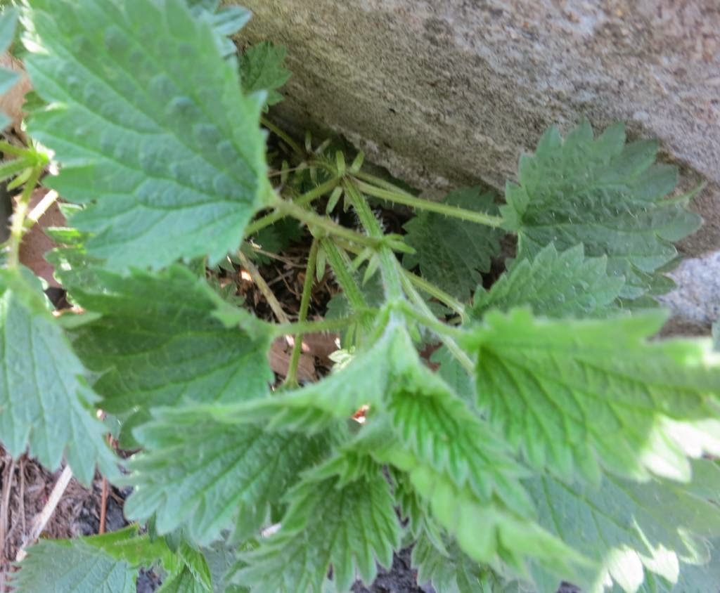 The Foraged Foodie: Spring is Springing, and so are the Edibles