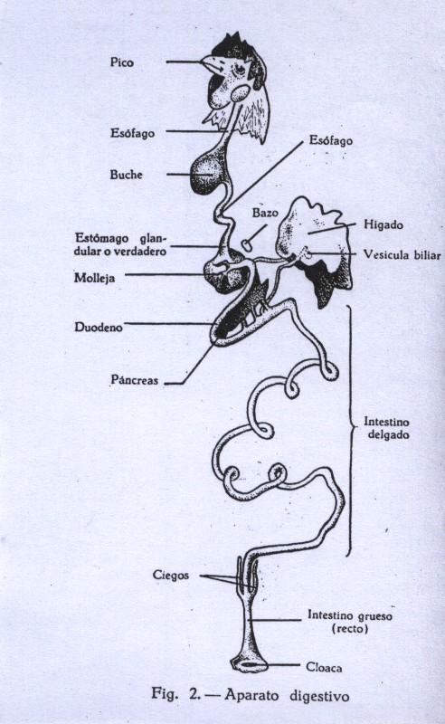 PRODUCCIÓN AVICOLA: digestion de gallinas ponedoras