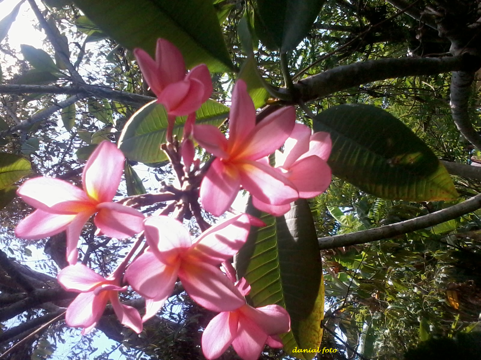 DS CoLLecTioN: Bunga Kemboja Kubur