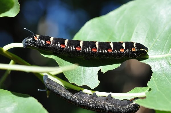 Impatiens Hawk Moth | Project Noah