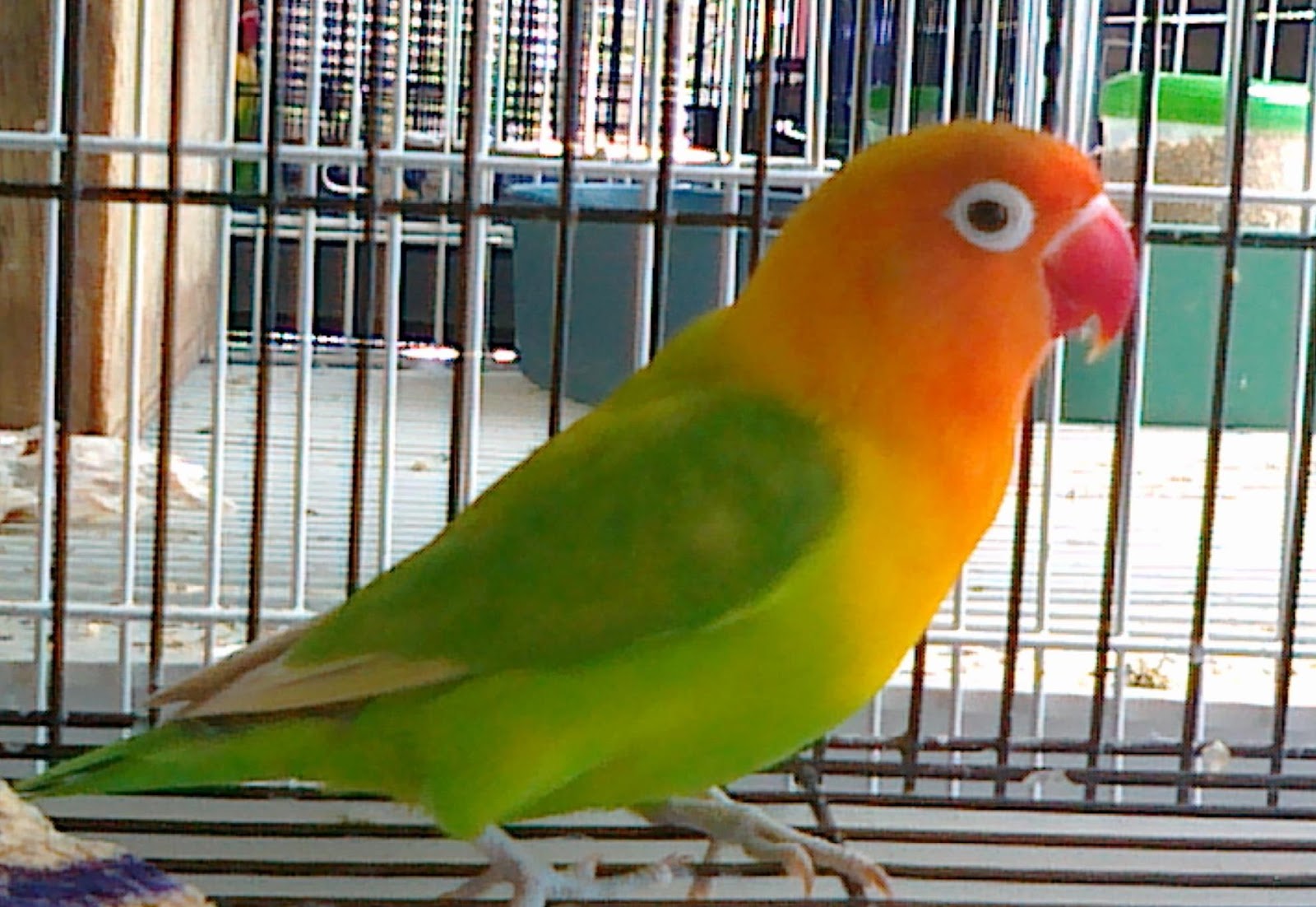 Lovebird Juara Info Harga dan Tips Perawatan | Budidaya Dan Perawatan ...