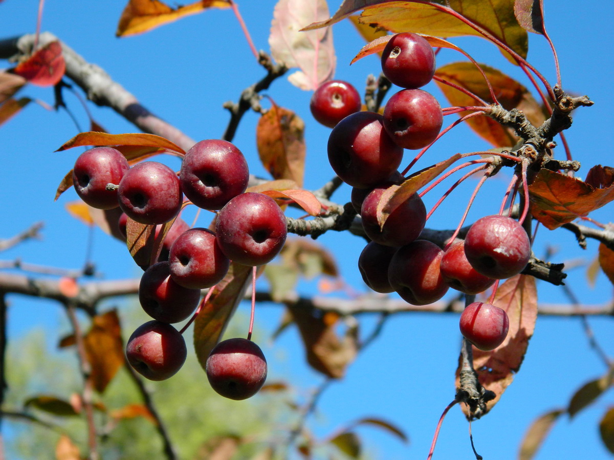 LA MULTI ANI, ROMANIA!: Merisoare