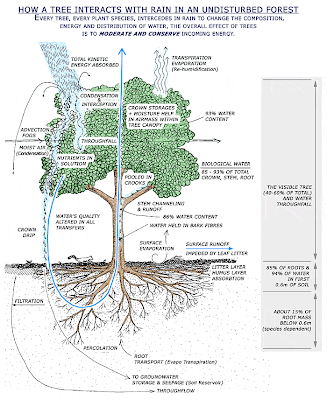 Expedition Earth: How a tree interacts with rain