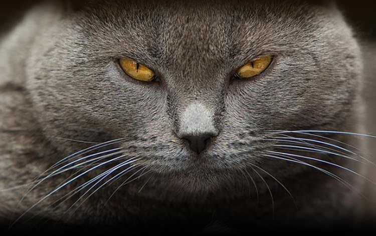 CHAT CHARTREUX: Mignon Chatons chartreux