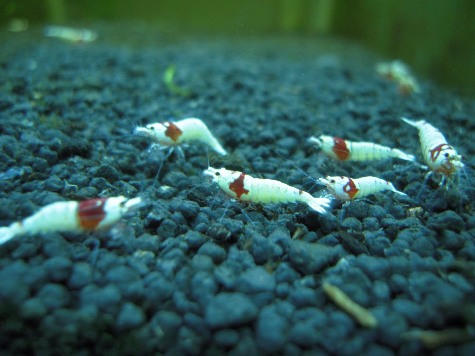 Japanese Ebiten Pure Blood Line Crystal Red Shrimp:Cherry Shrimp