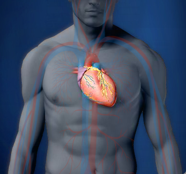 7th Grade Science 2013-14: Interactive Heart Site for National ...