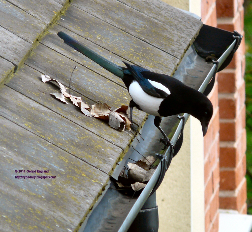 Hyde Daily Photo Volume 2 (2011-2015): Magpie behaviour