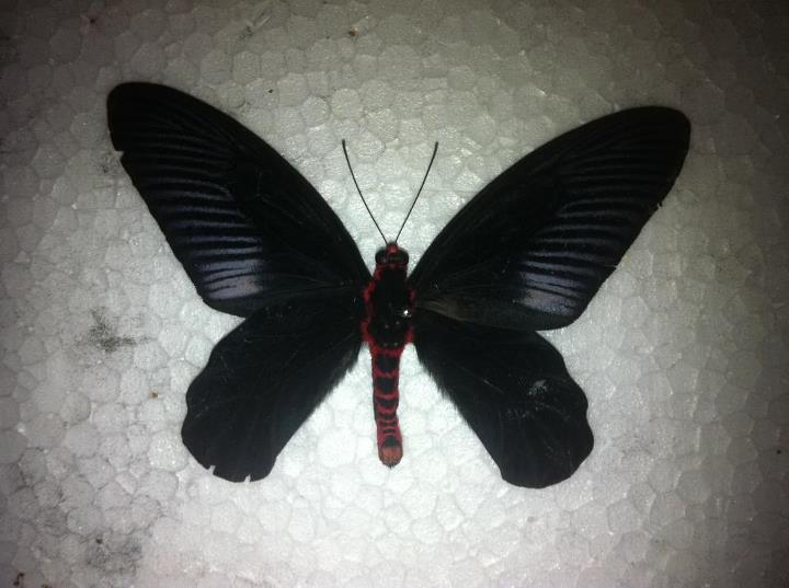 Confessions of a Lepidoterist: The Moth that mimicked the Butterfly