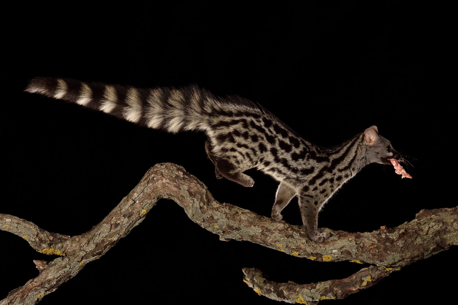 PHOTONATURE: Jineta (Genetta genetta)