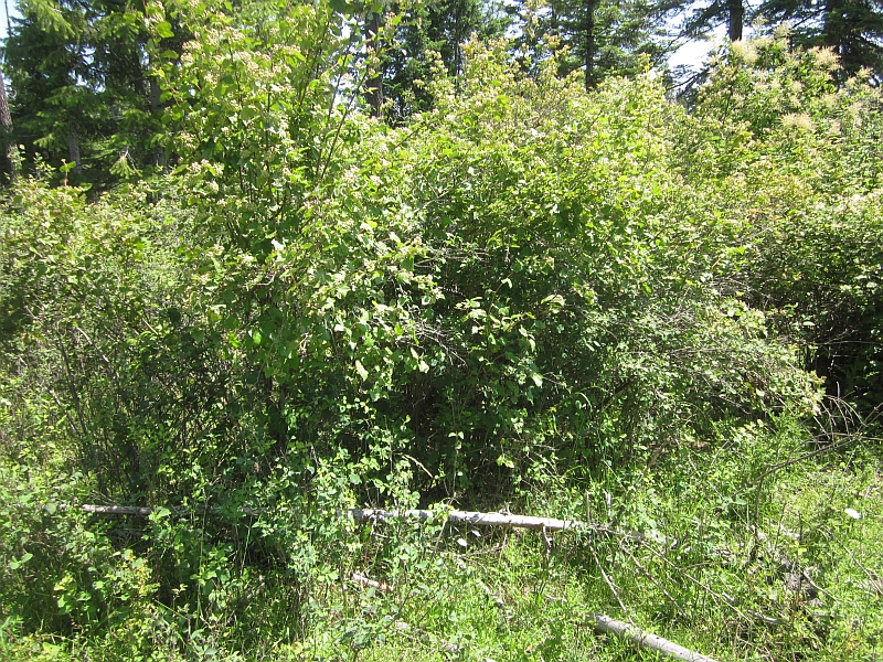 Rural Revolution: A cry in the night