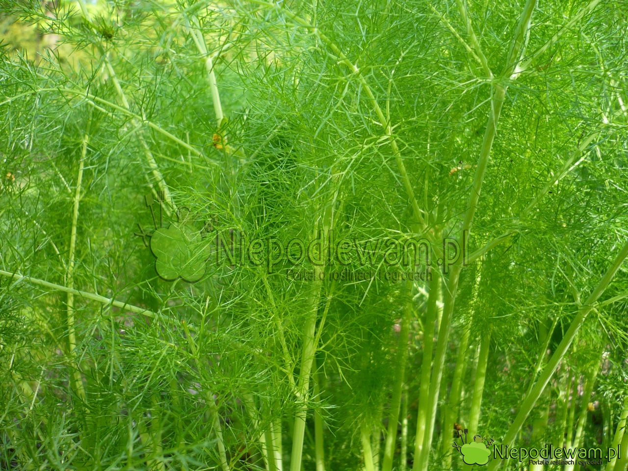 niepodlewam: Koper włoski – kiedy i jak siać