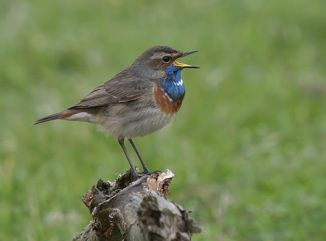AD VAN DUREN - NATUURFOTOGRAFIE: Blauwborsten