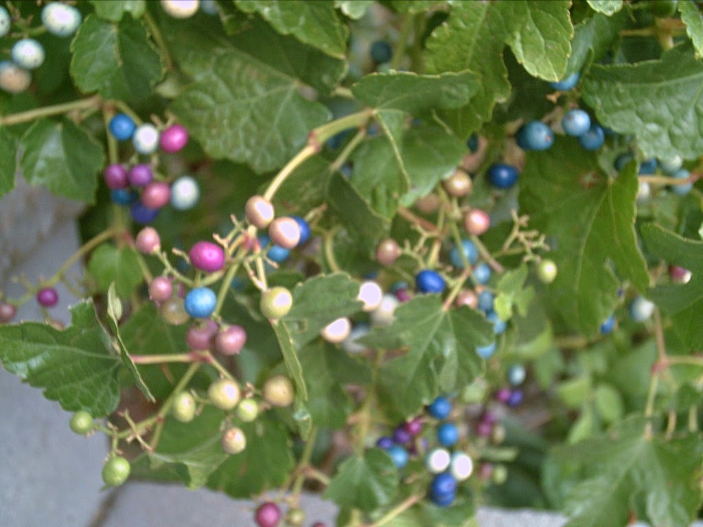 Candlelight Supper: Just Because....I Love This Vine...