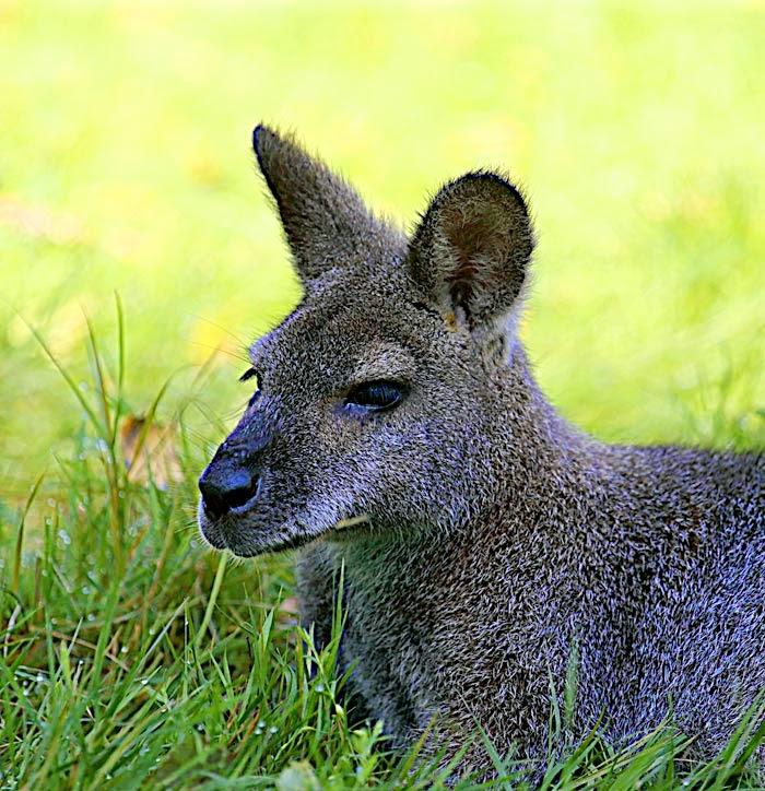 Foto-Natura-Huesca: UALABI wallaby ualabie ワラビ ໜູຖົງຊາຍ Валлаби 왈라비 沙袋鼠