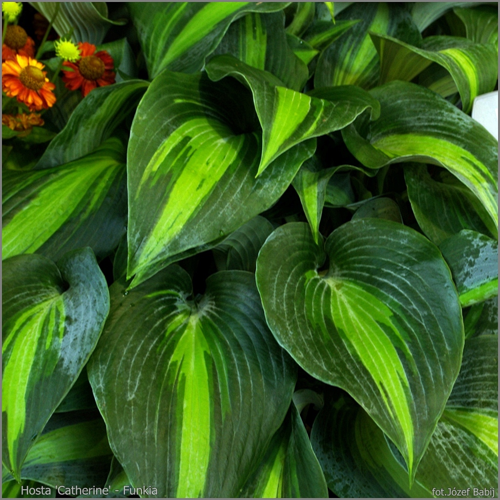 Plant Gallery - Encyklopedia Roślin: Hosta 'Catherine' - Funkia 'Catherine'