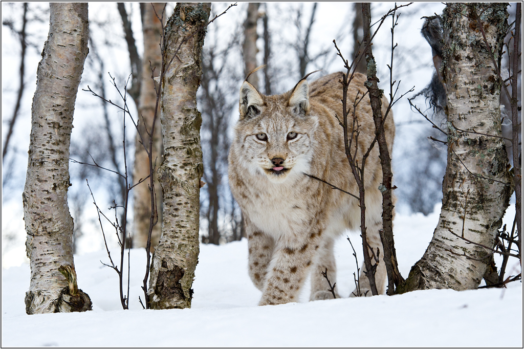 TOM DYRING WILDPHOTO / NN: KONTROLLERTE GAUPER