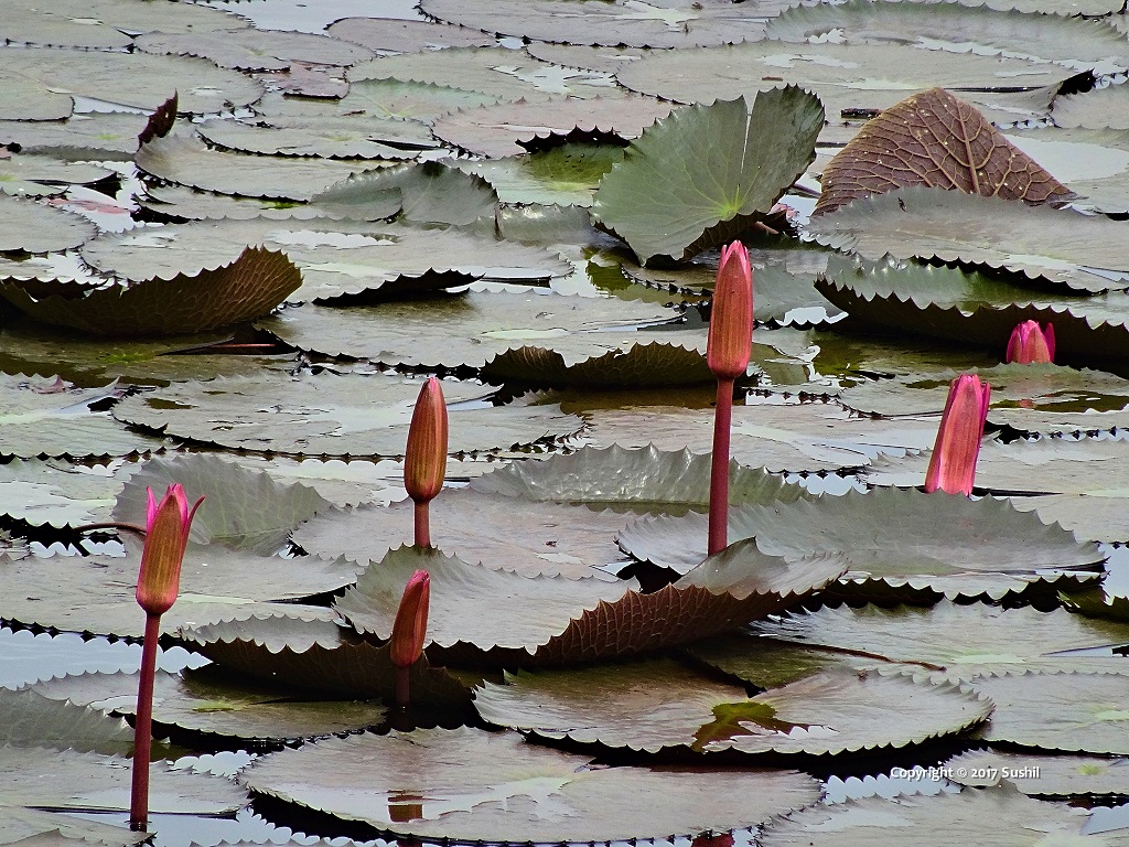 Lalbagh Botanical Garden, Bengaluru