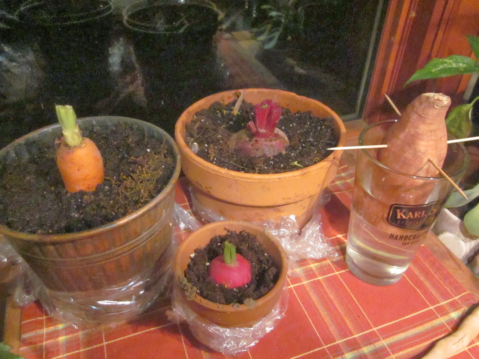 The Mossy Cottage: Science Project: Vegetables and Plant Growth
