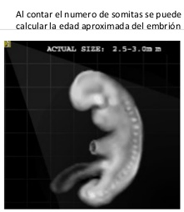 udla histo-embriologia