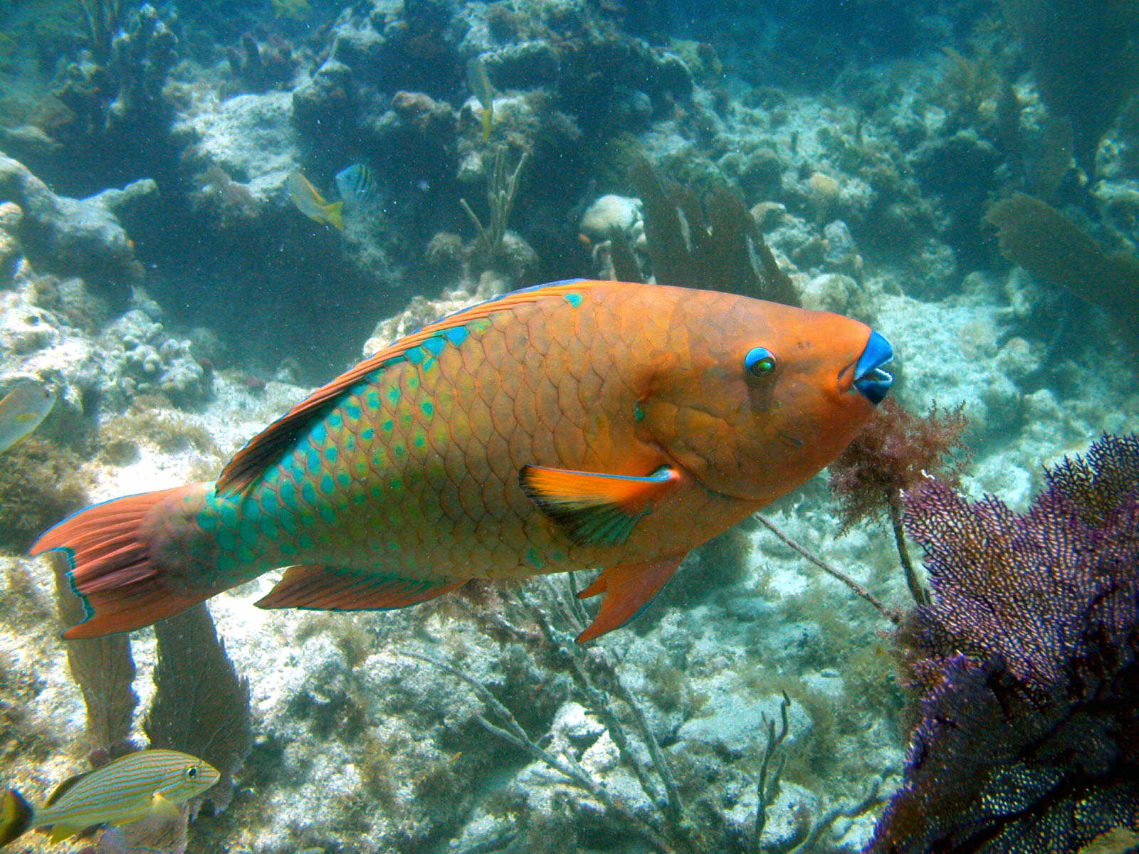 Carmen Powers: Rainbow Parrotfish