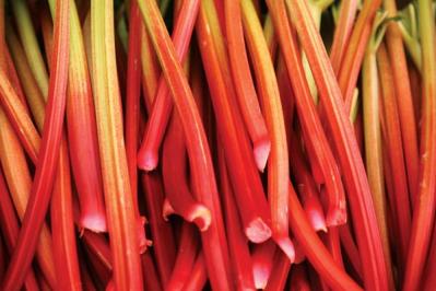 Share Our Garden!: All About Rhubarb!