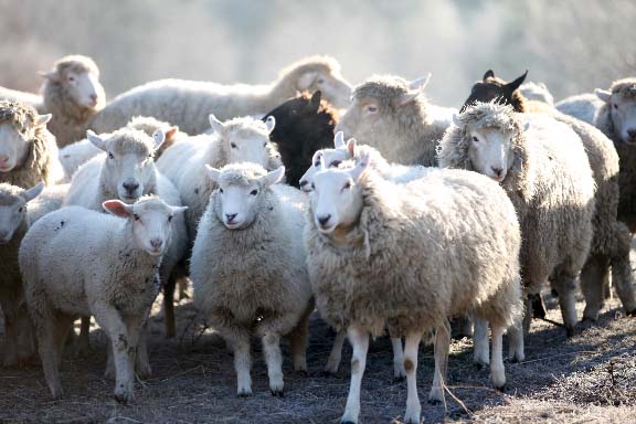 Getting Stitched on the Farm: A Beautiful Thanksgiving Morning at the Farm