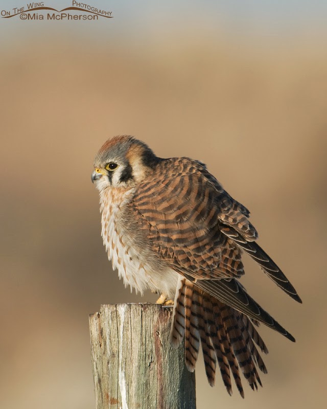 Birding Is Fun!: American Kestrel - Fun Facts & Viewing Tips