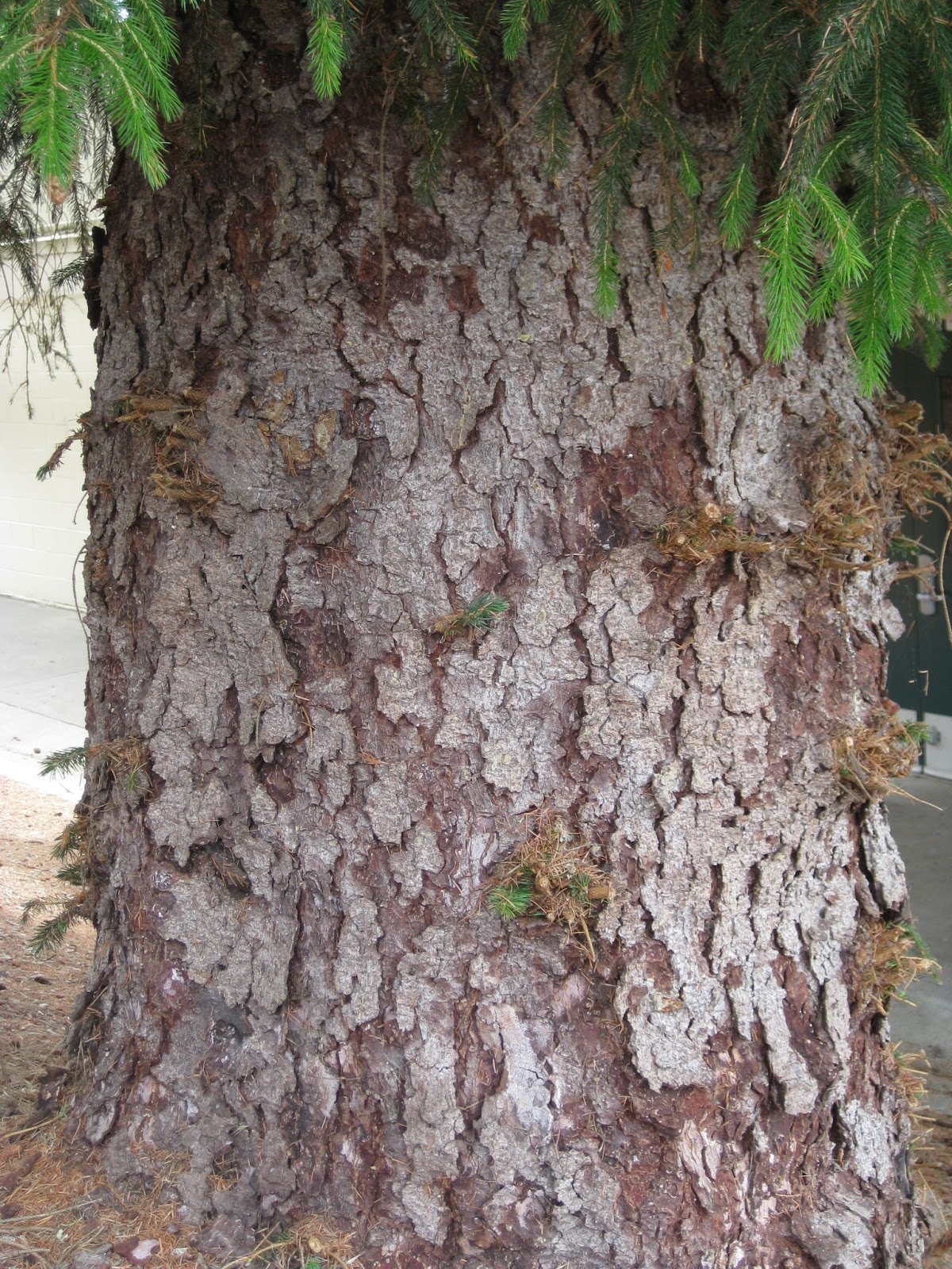 Trees of Santa Cruz County: Picea sitchensis - Sitka Spruce