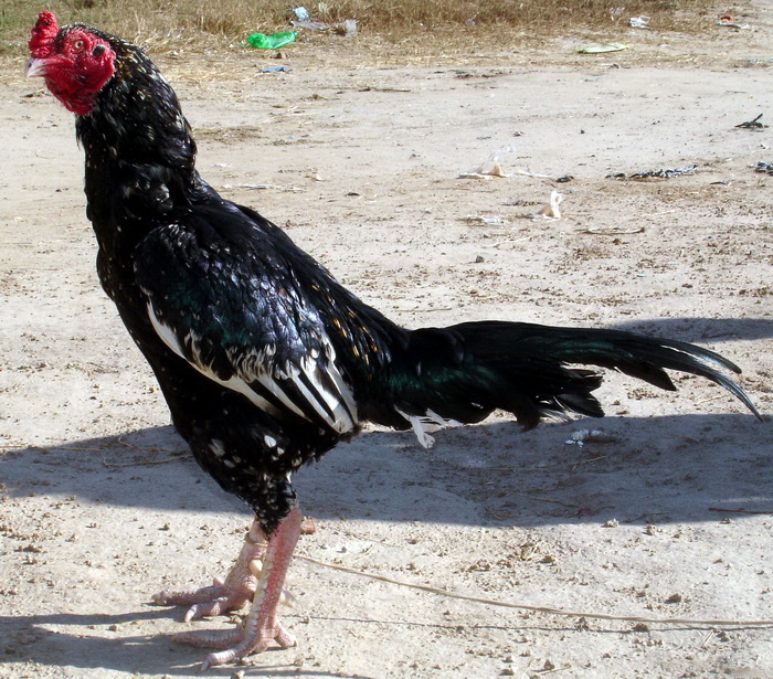 KING GHAZI: PAKISTANI ASEEL