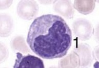 FICHERO HEMATOLOGIA : Monocito
