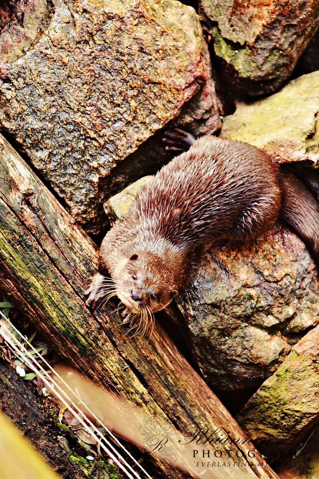 Rhiannon Lee Photography /// Adelaide Photographer: Gorge Wildlife Park ...