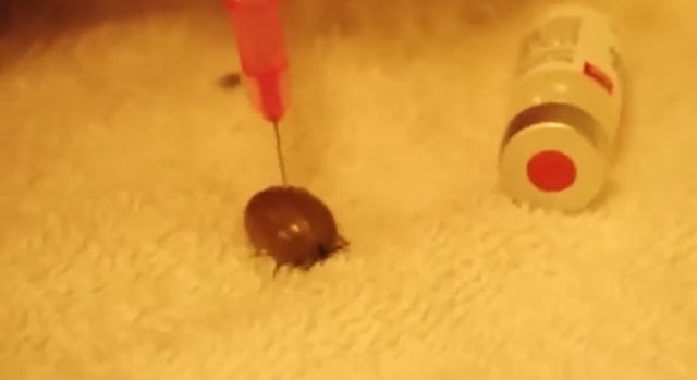 999,999,999 People: What Happens When You Inject A Tick With Hydrogen ...
