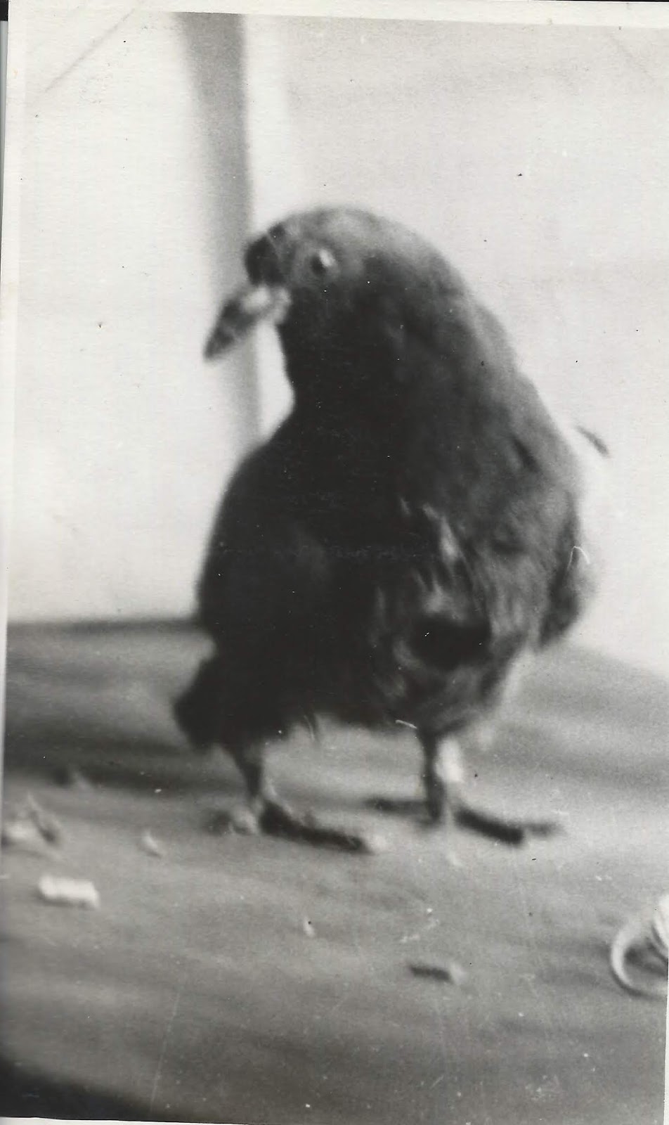 World War 2 History and the WW2 Pigeons: January 2019