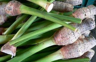 MEMBUAT TEPUNG TALAS DAN ALTERNATIF PEMANFAATANNYA | Keripik Keladi Bali