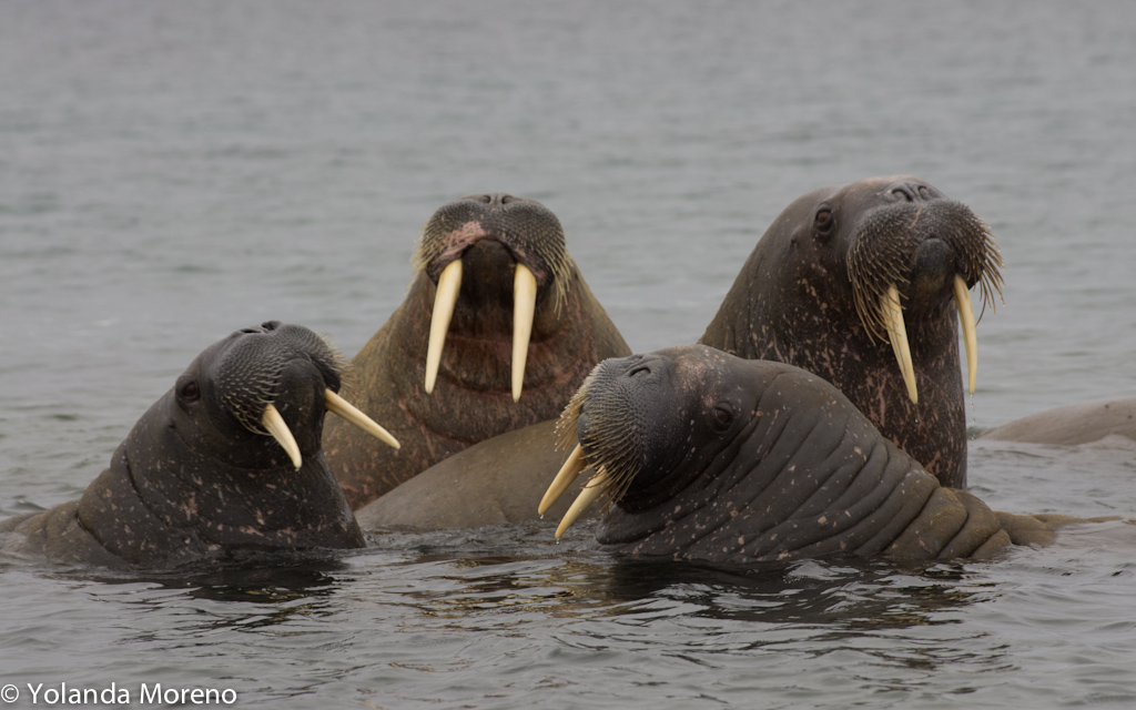 Experiencias: Encuentro con las morsas