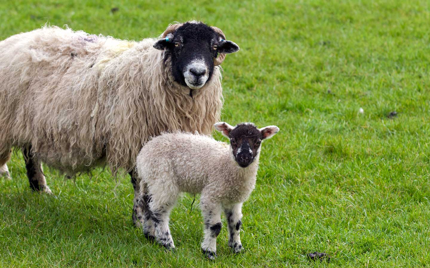 Homemaking Honeys: Twas a Sheep Not a Lamb