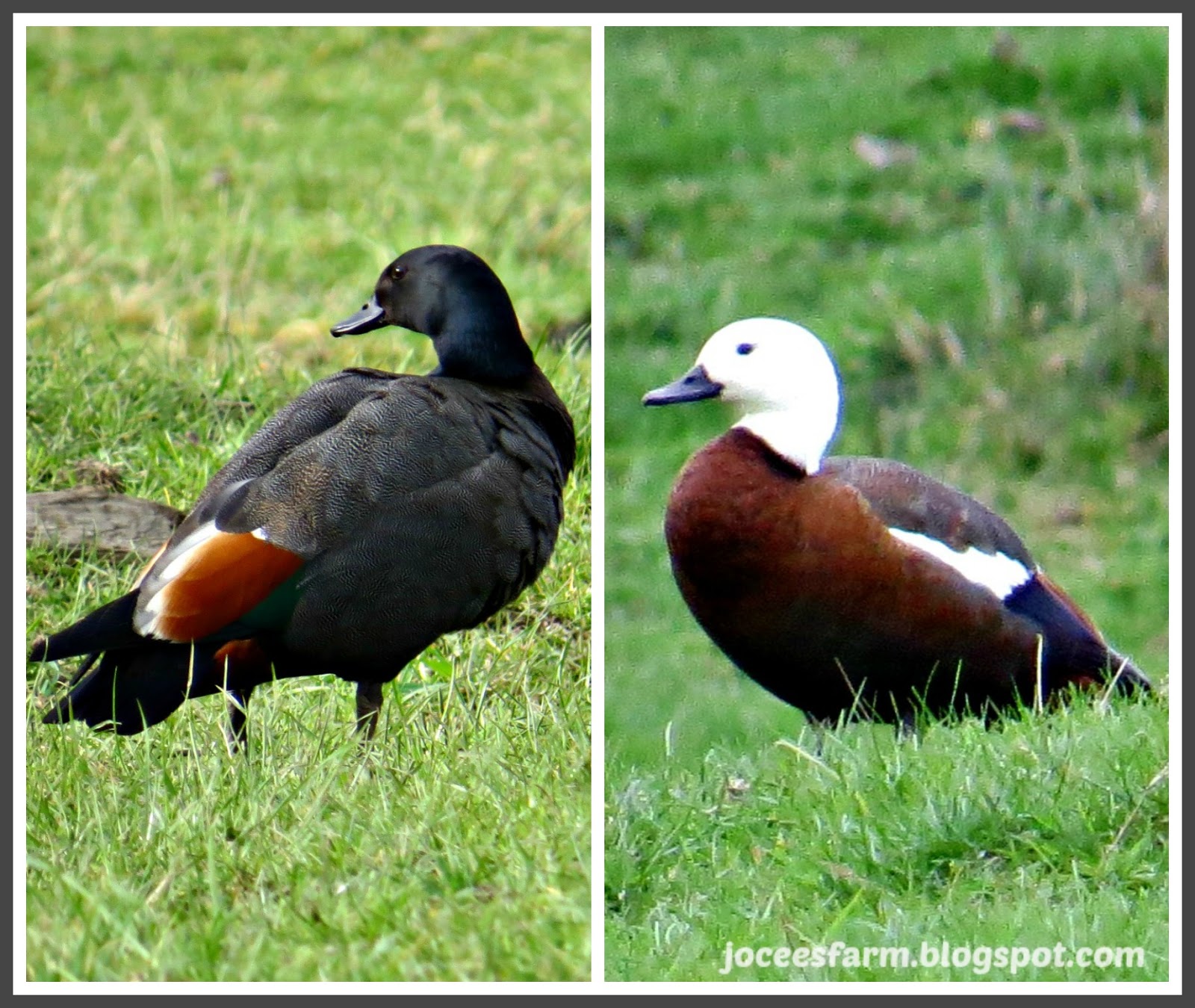 Jocees Farm: 5 NZ Native Birds To Enjoy