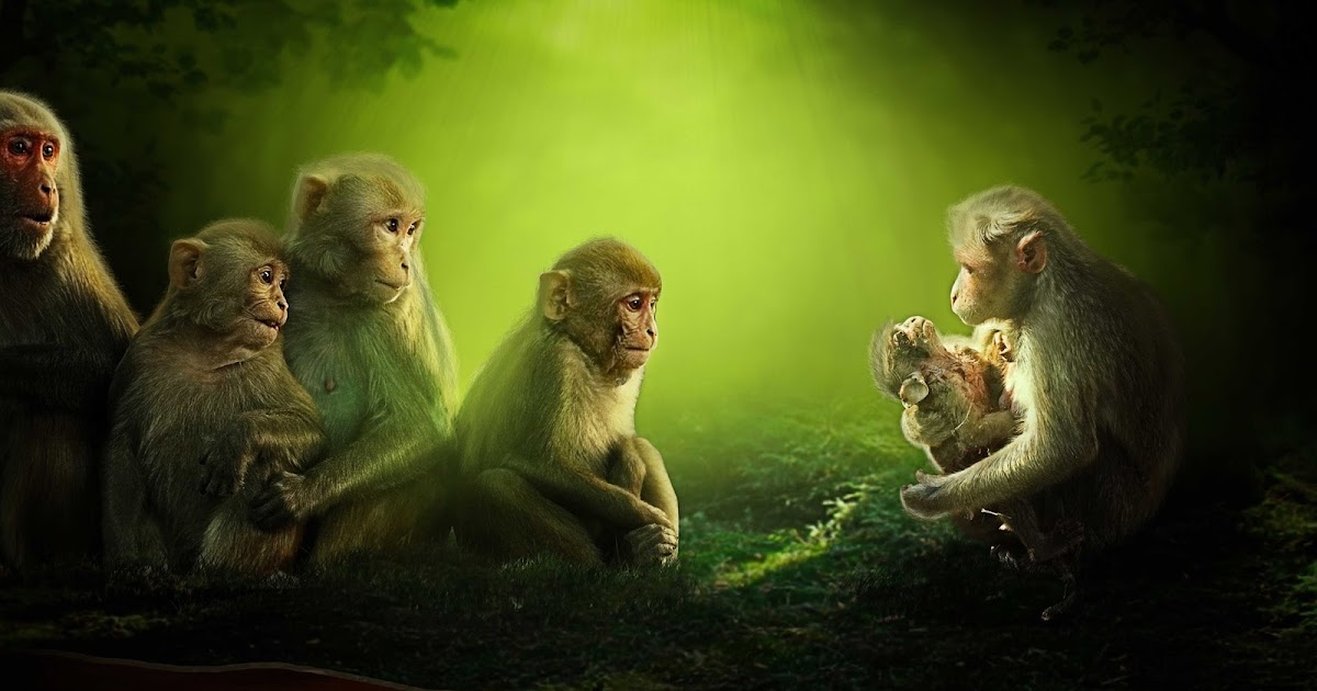 Dead Monkey | Photo Manipulation (Speed Art)