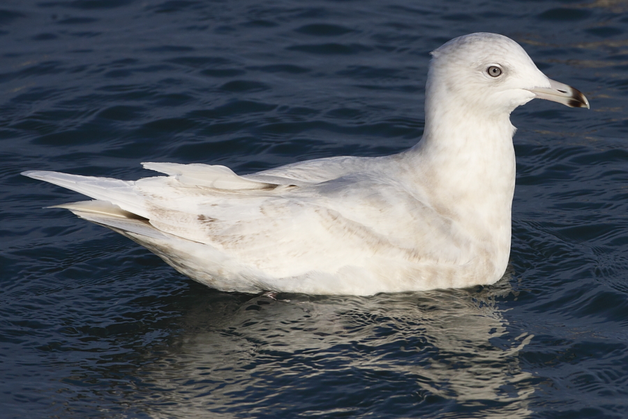 GullDK: Iceland Gull (Larus glaucoides), 3cy, 5.2.2012, Hanstholm ...