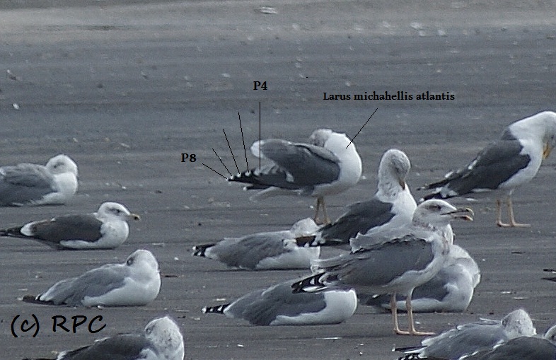 Gulls in Lusitania: Azorean Yellow-legged Gull at Algés
