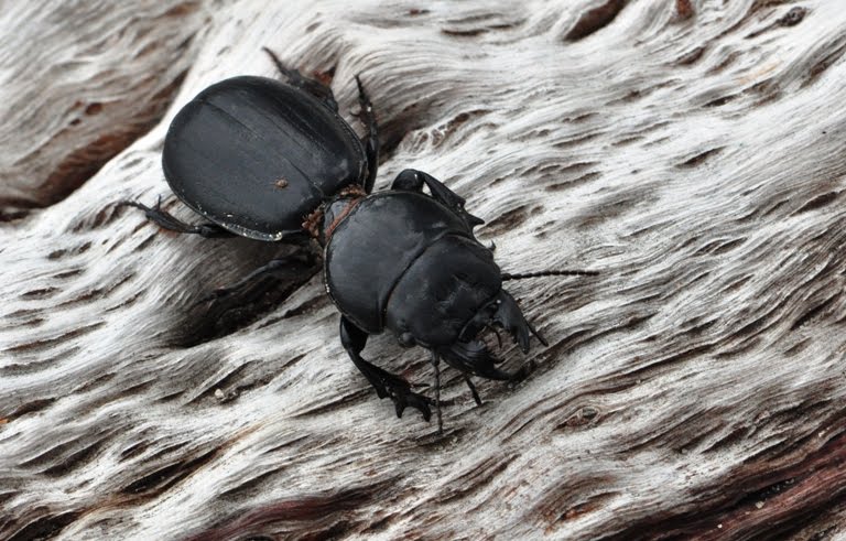 Paying Ready Attention - Photo Gallery: Large Black Beetle (Macro Monday)