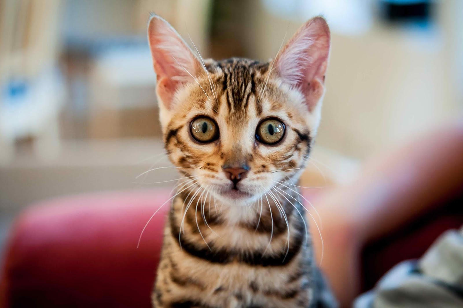 Understanding Fear, Stress and Anxiety in Cats | Australian Cat Lover