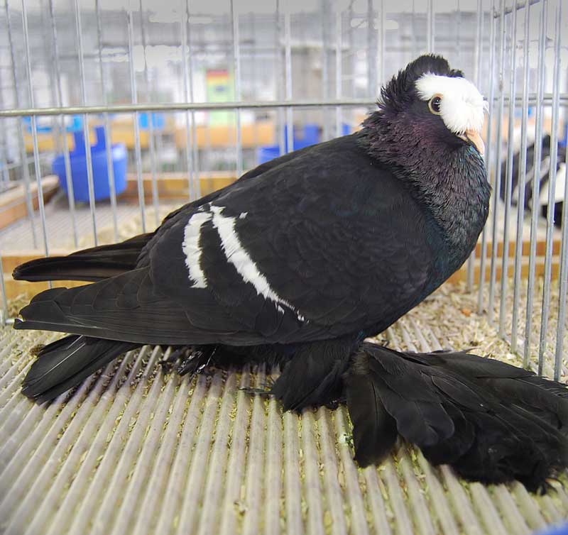 Saxon Priest pigeons ( Sächsische Pfaffentaube ) - Pigeons fall