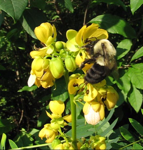 Pollinators: Don't Underestimate the Native Pollinators
