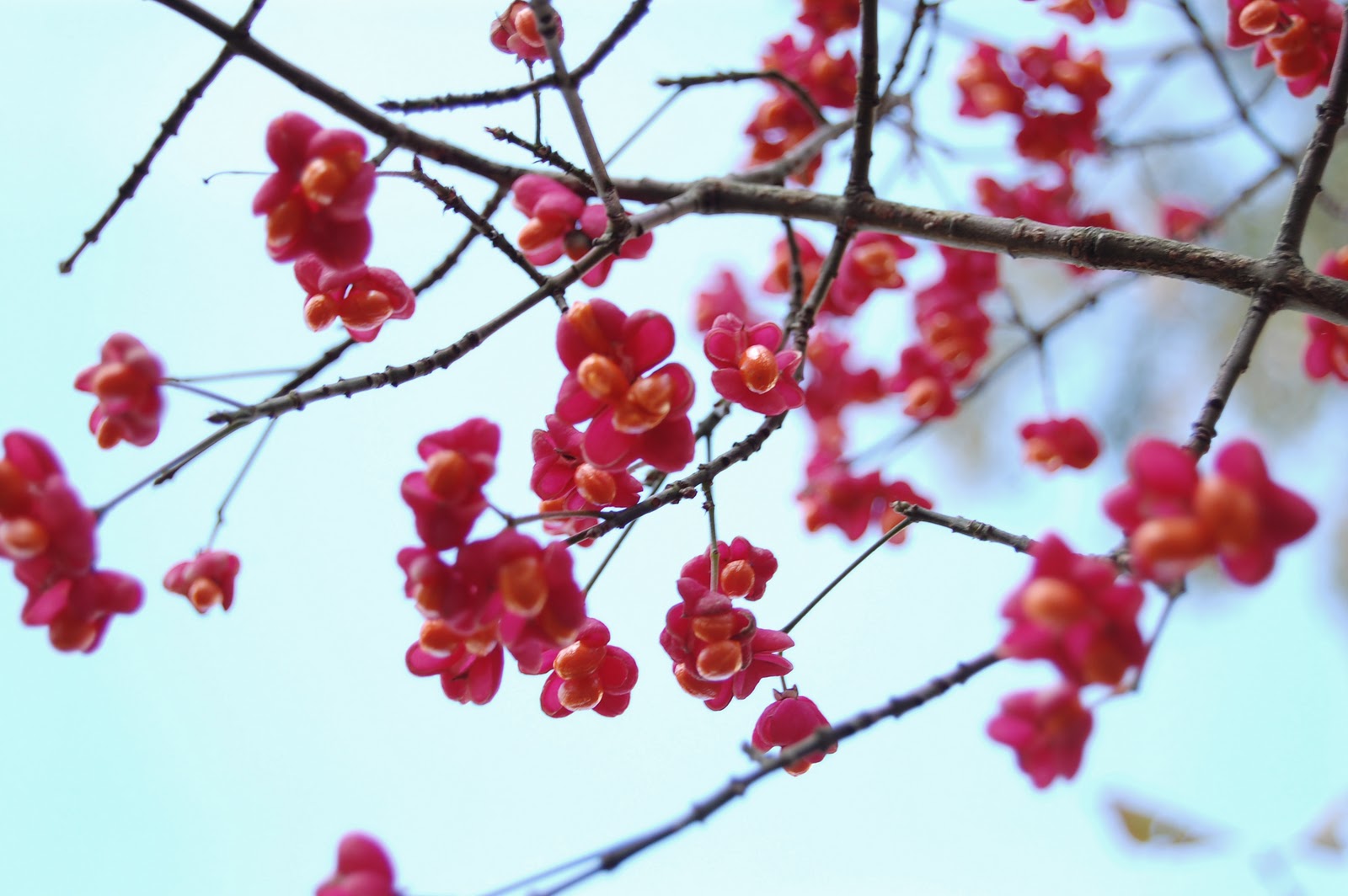 Samuel Friberg: Autumn : Yellow Orange and Red leaves, my Black Clothes ...