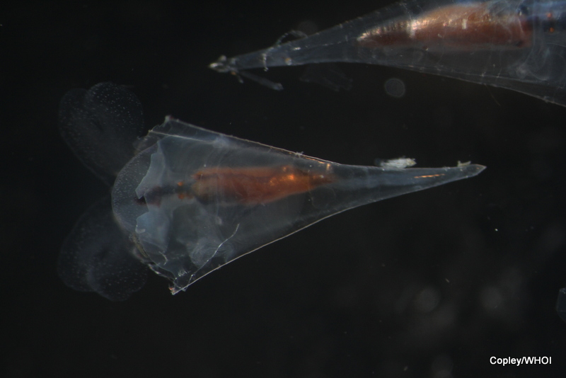 Charismatic Microfauna: Pteropod Videos