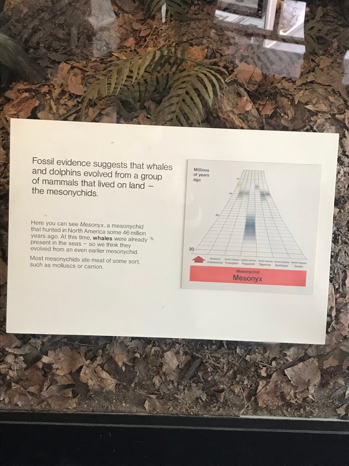 Mesonychid Evolution