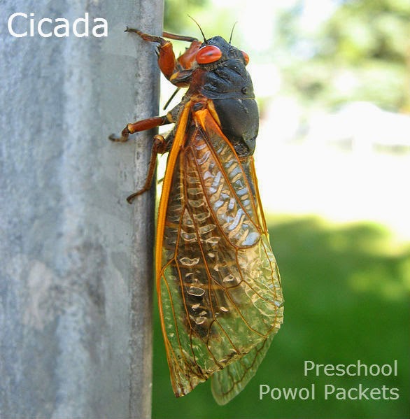 Backyard Bugs: Cicadas | Preschool Powol Packets